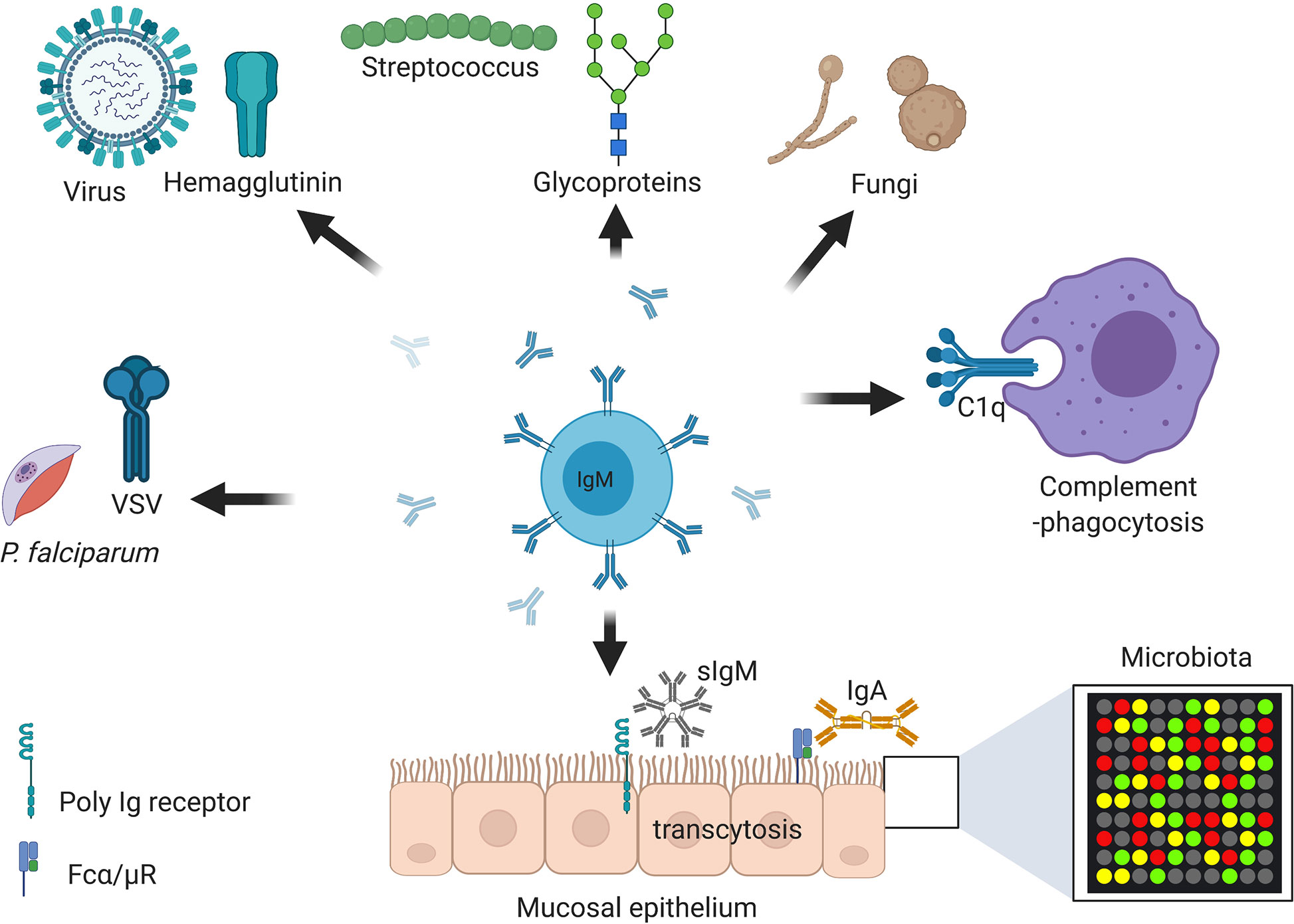 The Expanding Role of IgM in Immunity and Disease – Non-IgG Antibody ...