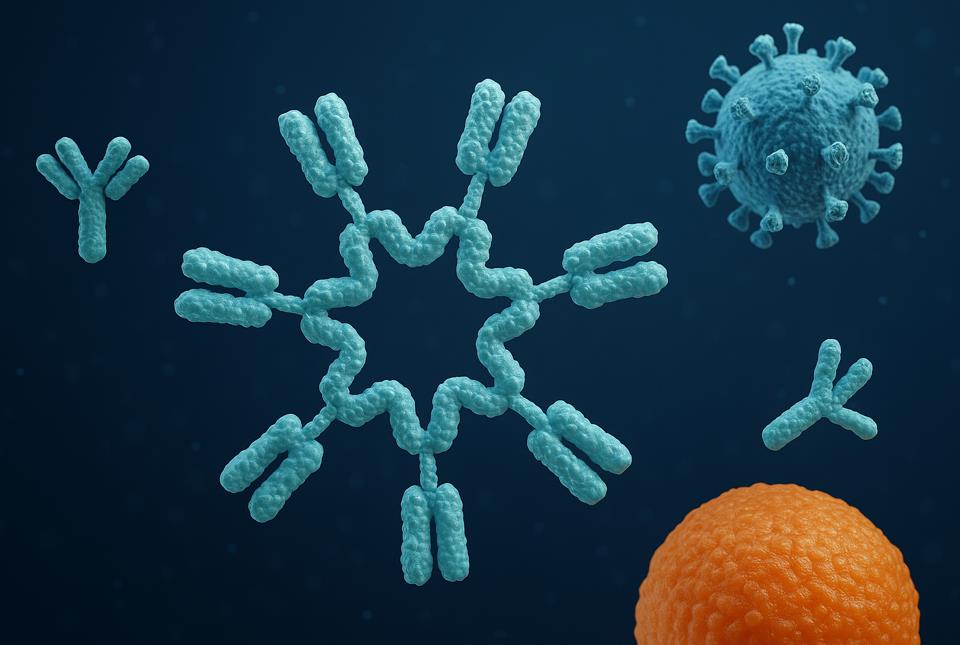 The Expanding Role of IgM in Immunity and Disease – Non-IgG Antibody Blog – Creative Biolabs