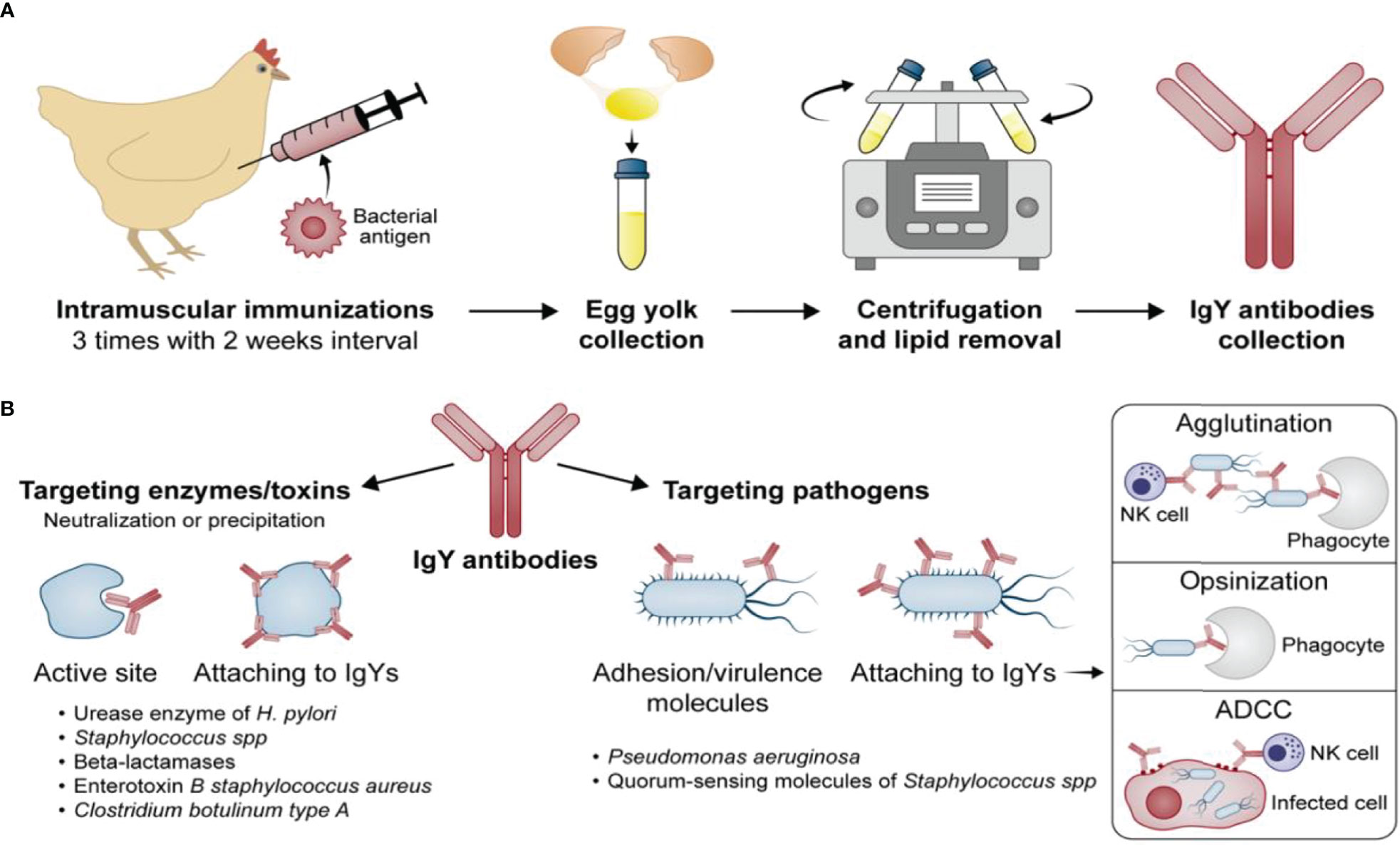 IgY Antibodies as a Promising Strategy to Overcome Antibiotic ...