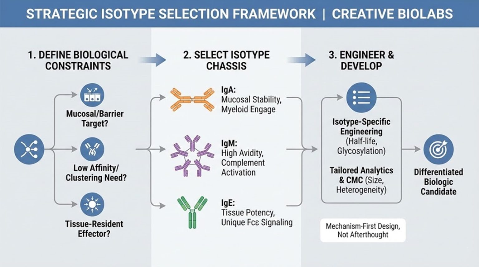 Non Igg Antibodies Explained Why Iga Igm Ige Are Re Emerging In